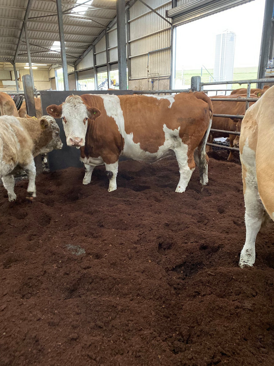 Fibre Bed Peat Bedding – Bolgers of Ballycogley Homevalue Hardware